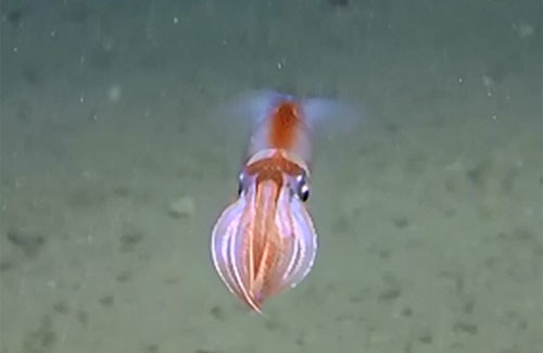 Dancing squid | Mareano - The Sea in Maps and Pictures